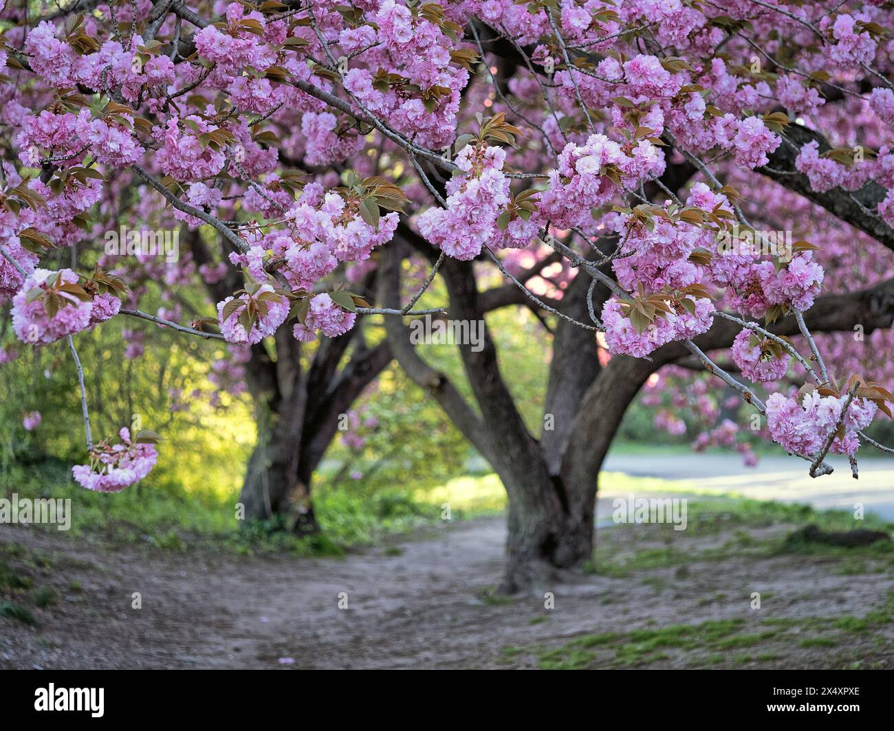 Flowering cherry cultivar kanzan cherry hi-res stock photography and ...