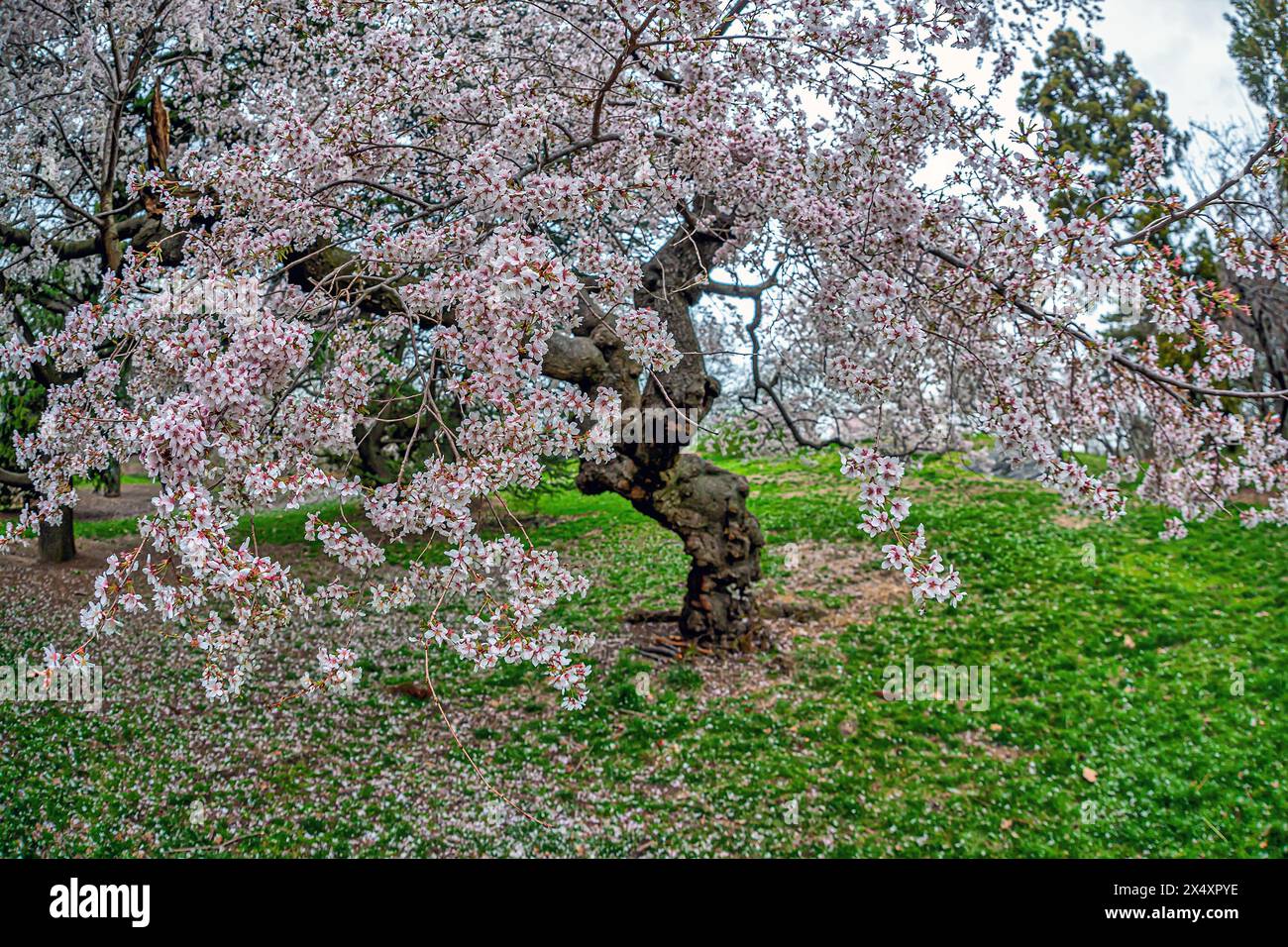 Central Park in late spring with flowering cherry trees, early morning ...