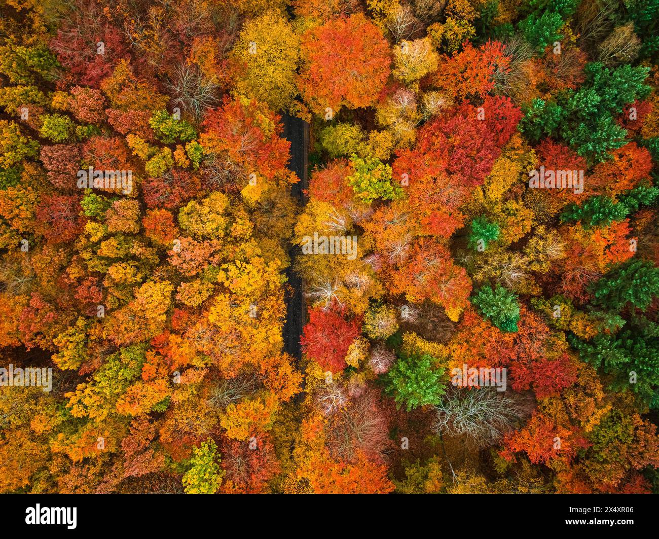 Top down view of forest in the fall in Poland. Polish rainforests in ...