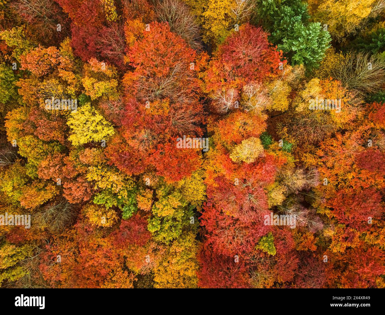 Top down view of autumn forest with colorful leaves. Polish rainforests ...