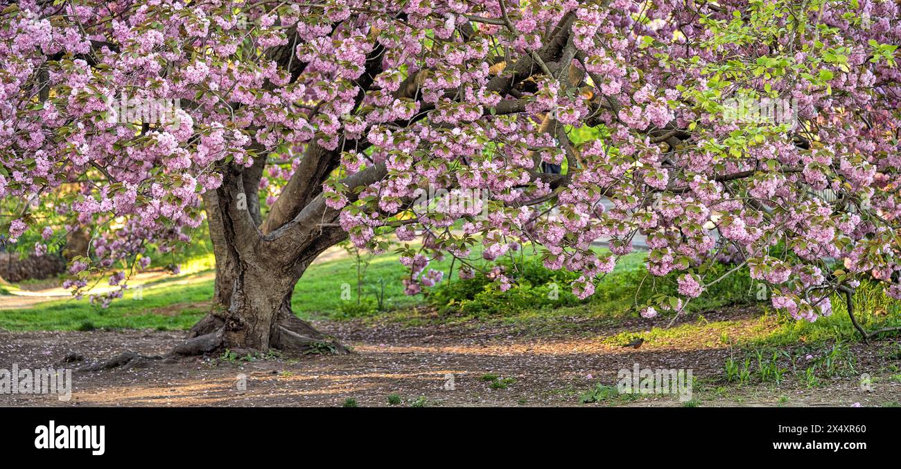 Central Park in late spring with flowering cherry trees, early morning ...