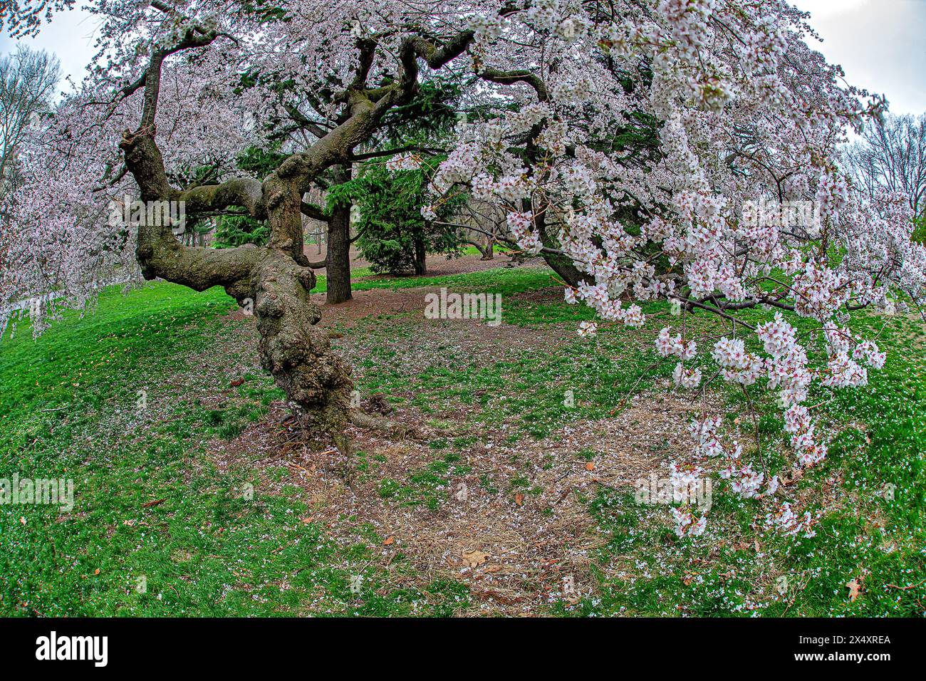 Central Park in late spring with flowering cherry trees, early morning ...