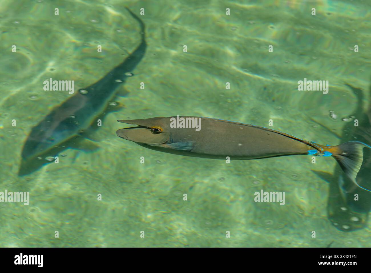 Bluespine Unicornfish at the Maui Aquarium, Hawaii Stock Photo - Alamy