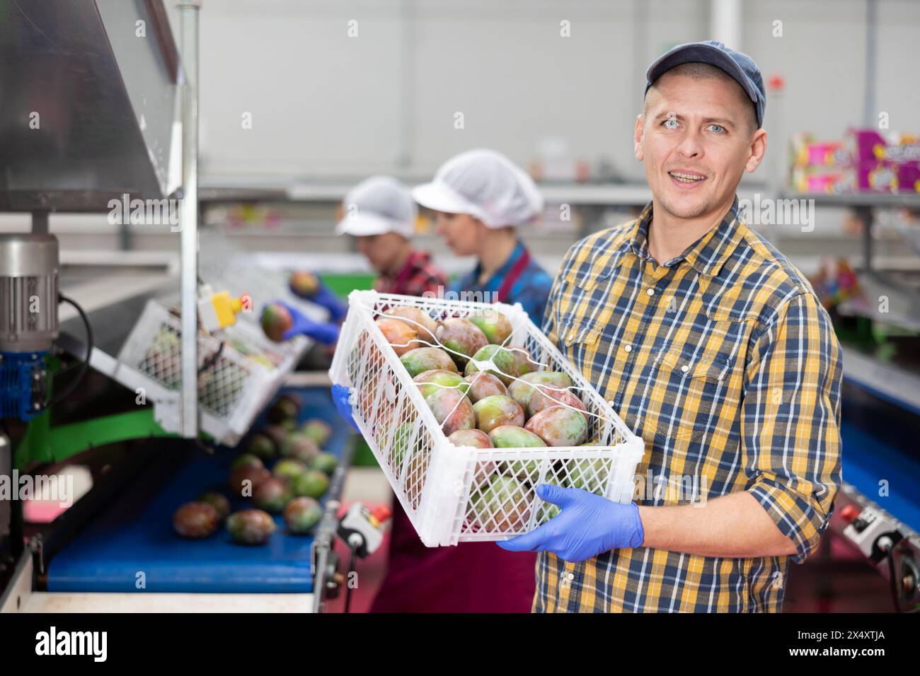 Cheerful worker carrying box with selected mangoes in fruit warehouse ...