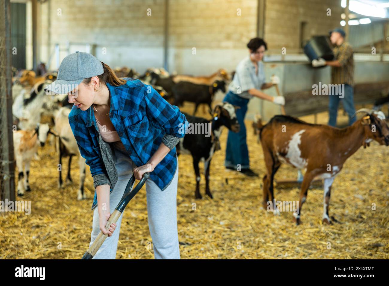 Female worker of livestock farm cleaning goat stall Stock Photo - Alamy