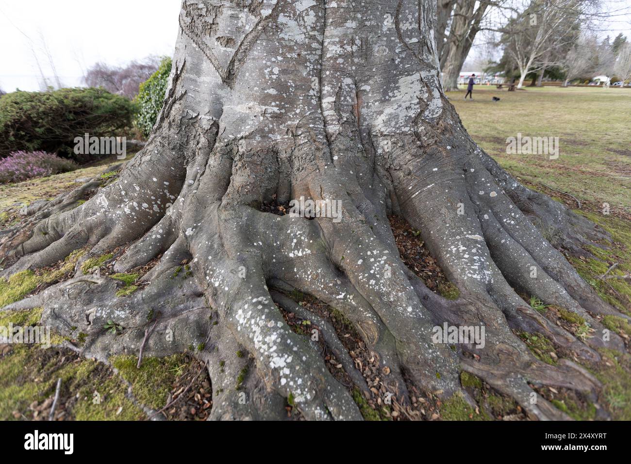 Silver grass root hi-res stock photography and images - Alamy