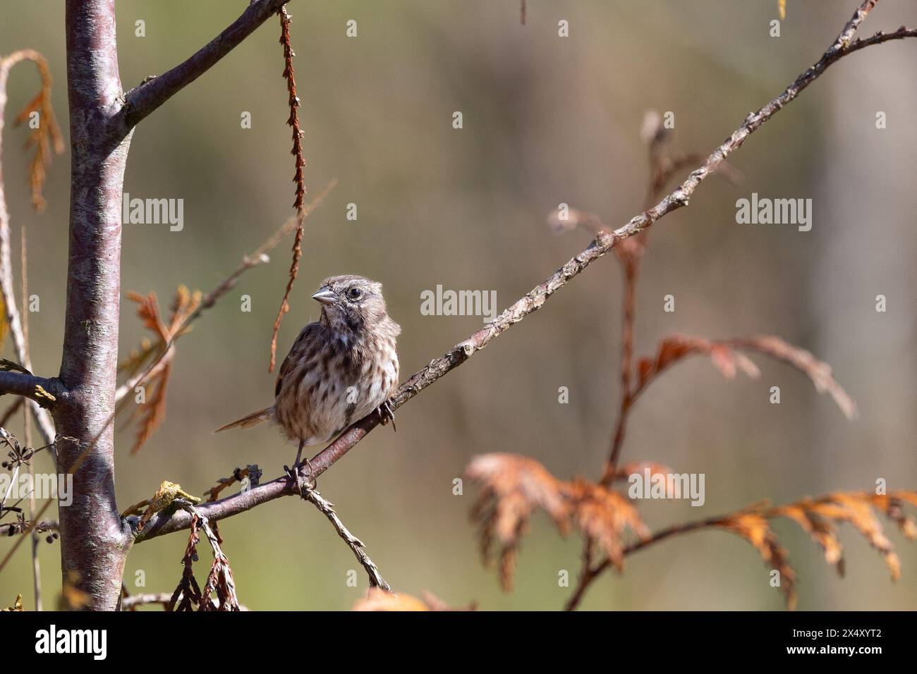 Tree sparrow fall hi-res stock photography and images - Alamy