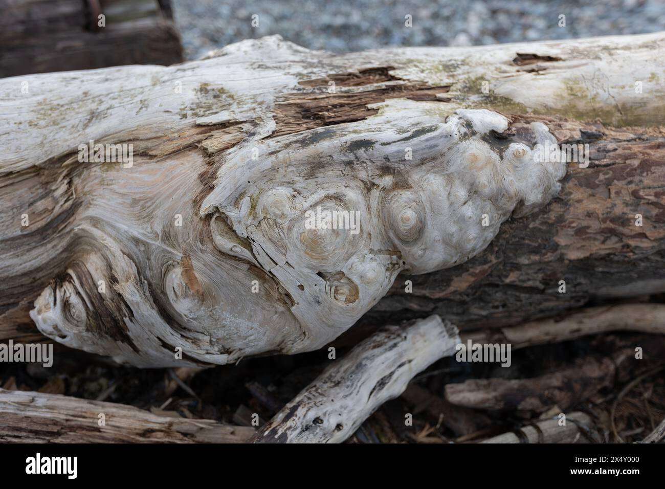 Driftwood forest hi-res stock photography and images - Alamy