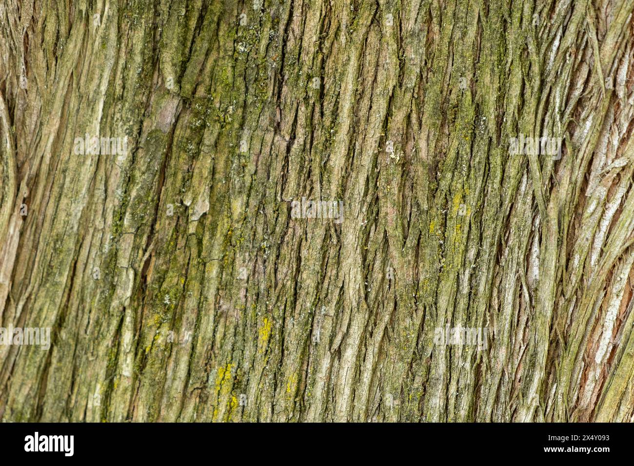 Embossed texture of the brown bark of a tree with green moss and lichen ...