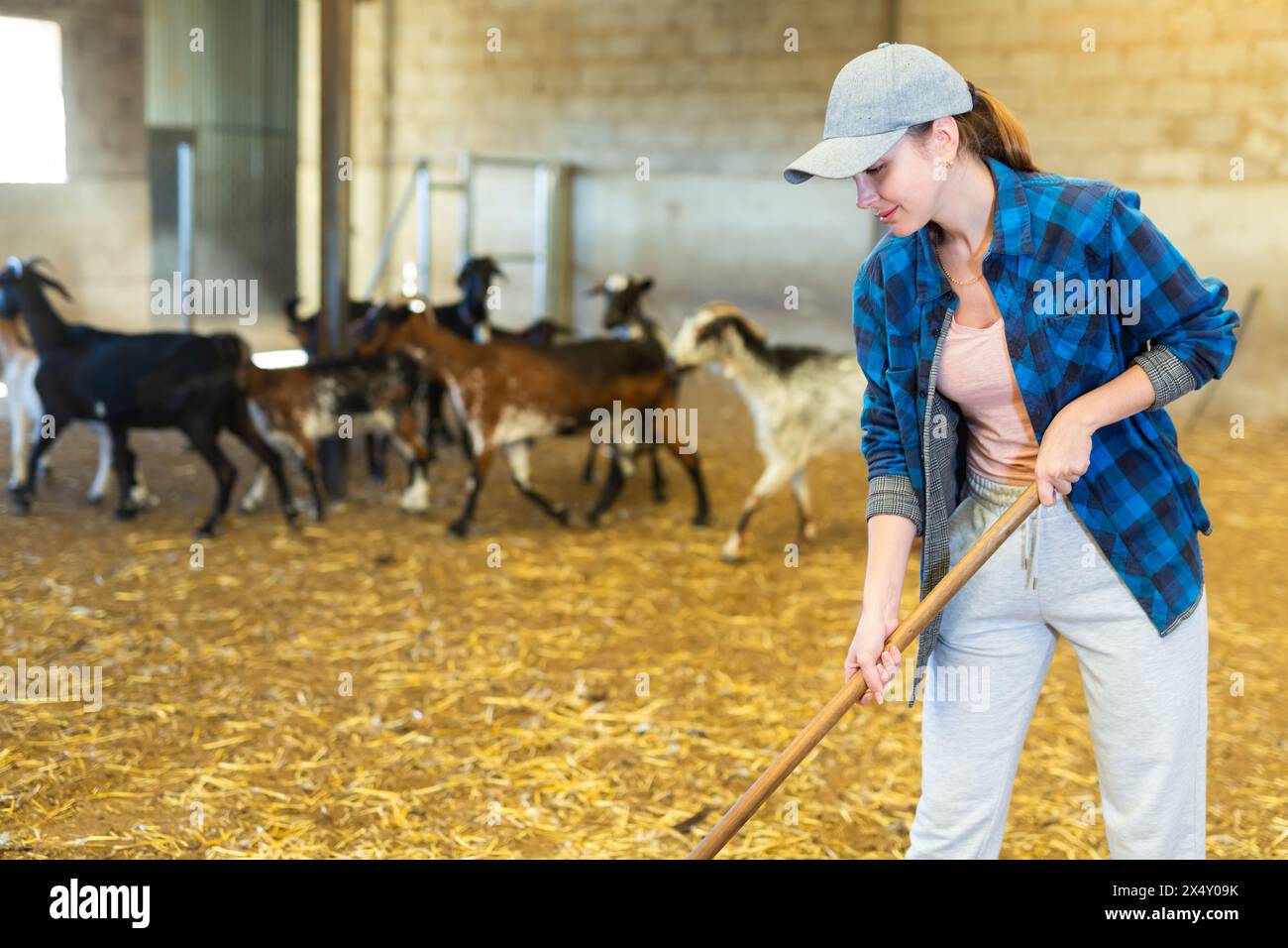 Female worker of livestock farm cleaning goat stall Stock Photo - Alamy
