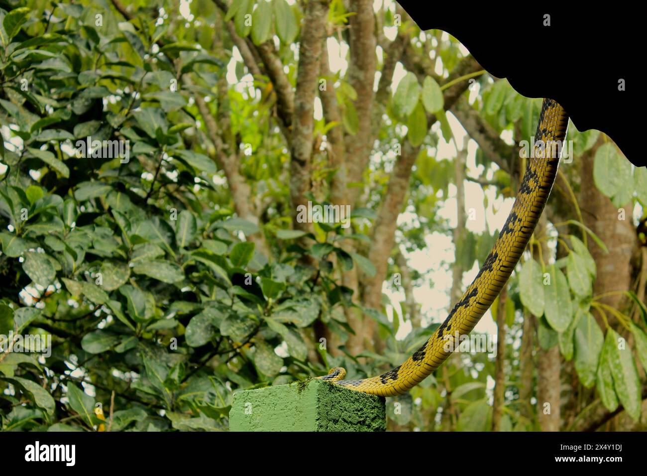 Snake Spilotes Pullatus, serpent from the Colubridae family, known as ...