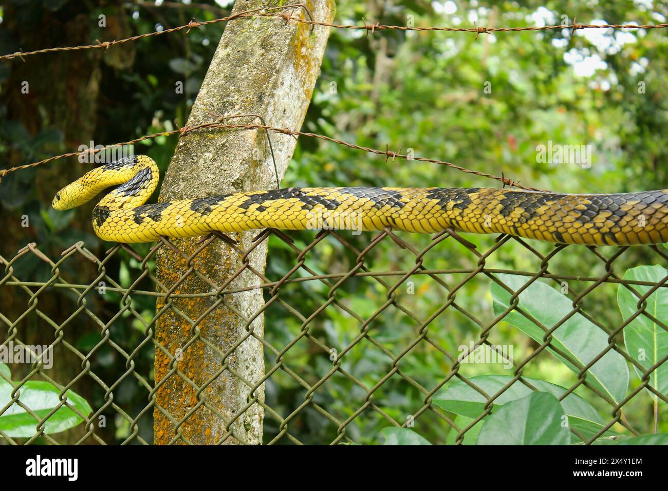 Snake Spilotes Pullatus, serpent from the Colubridae family, known as ...