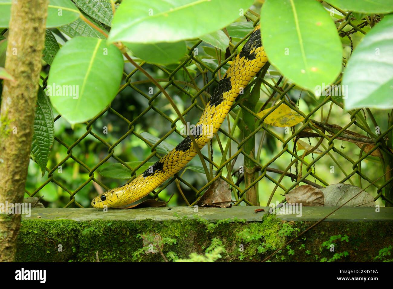 Snake Spilotes Pullatus, serpent from the Colubridae family, known as ...