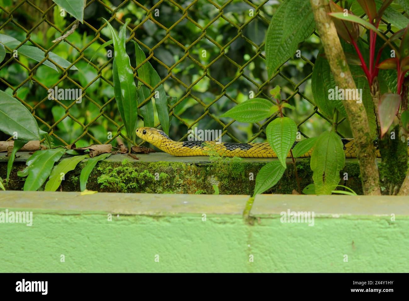 Snake Spilotes Pullatus, serpent from the Colubridae family, known as ...