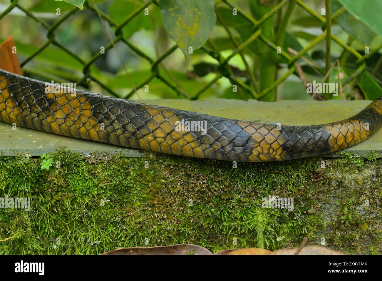 Snake Spilotes Pullatus, serpent from the Colubridae family, known as ...
