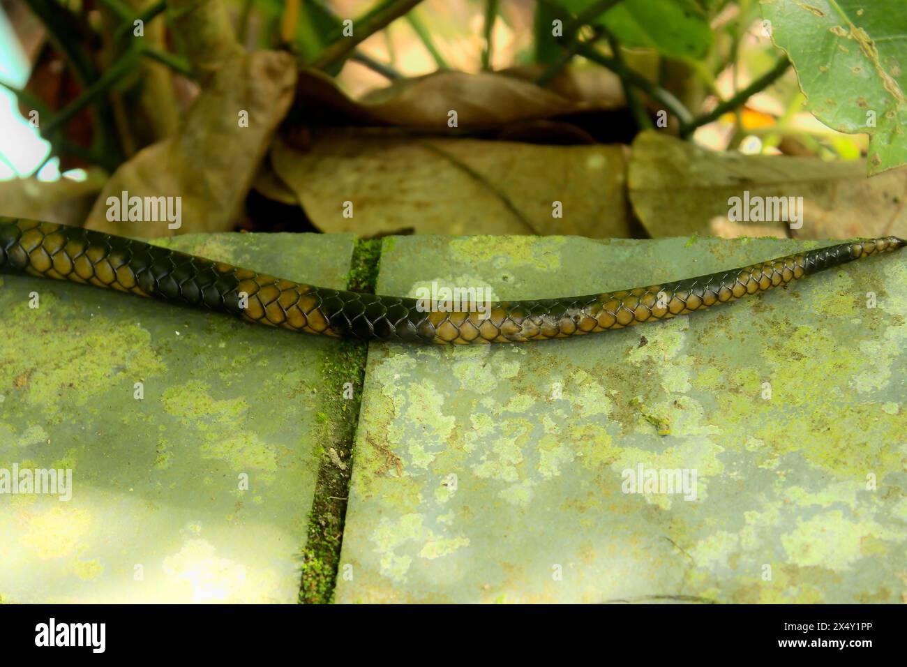 Snake Spilotes Pullatus, serpent from the Colubridae family, known as ...