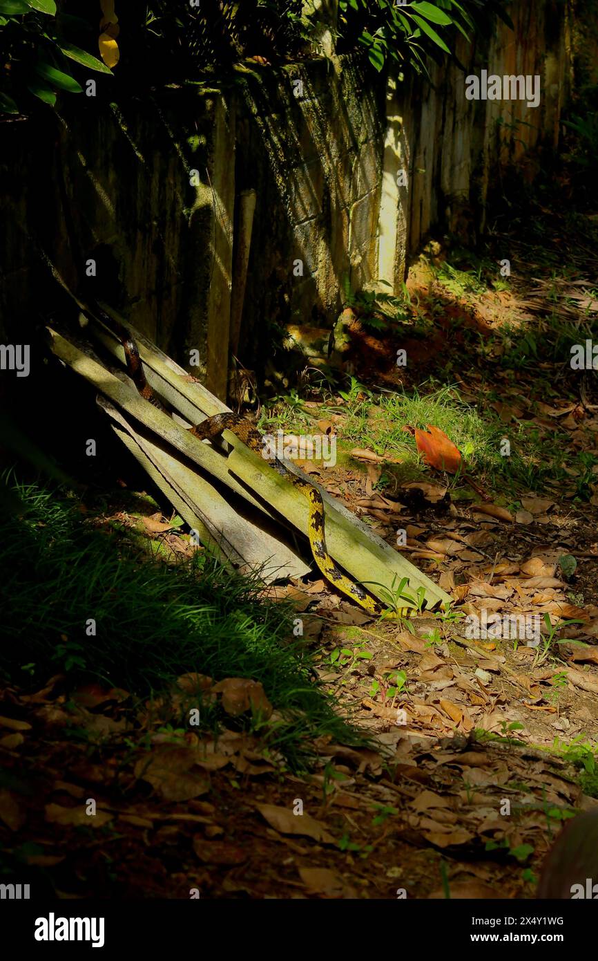 Caninana serpent hi-res stock photography and images - Alamy