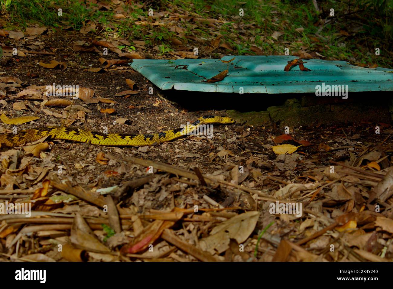 Snake Spilotes Pullatus, serpent from the Colubridae family, known as ...