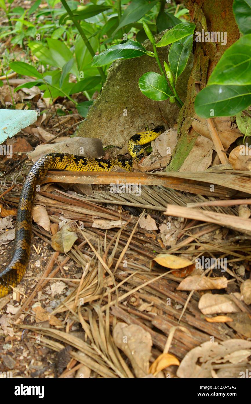 Snake Spilotes Pullatus, serpent from the Colubridae family, known as ...