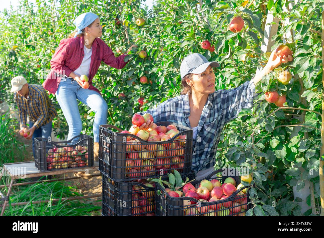 Group of farm workers harvesting apples at orchard Stock Photo - Alamy