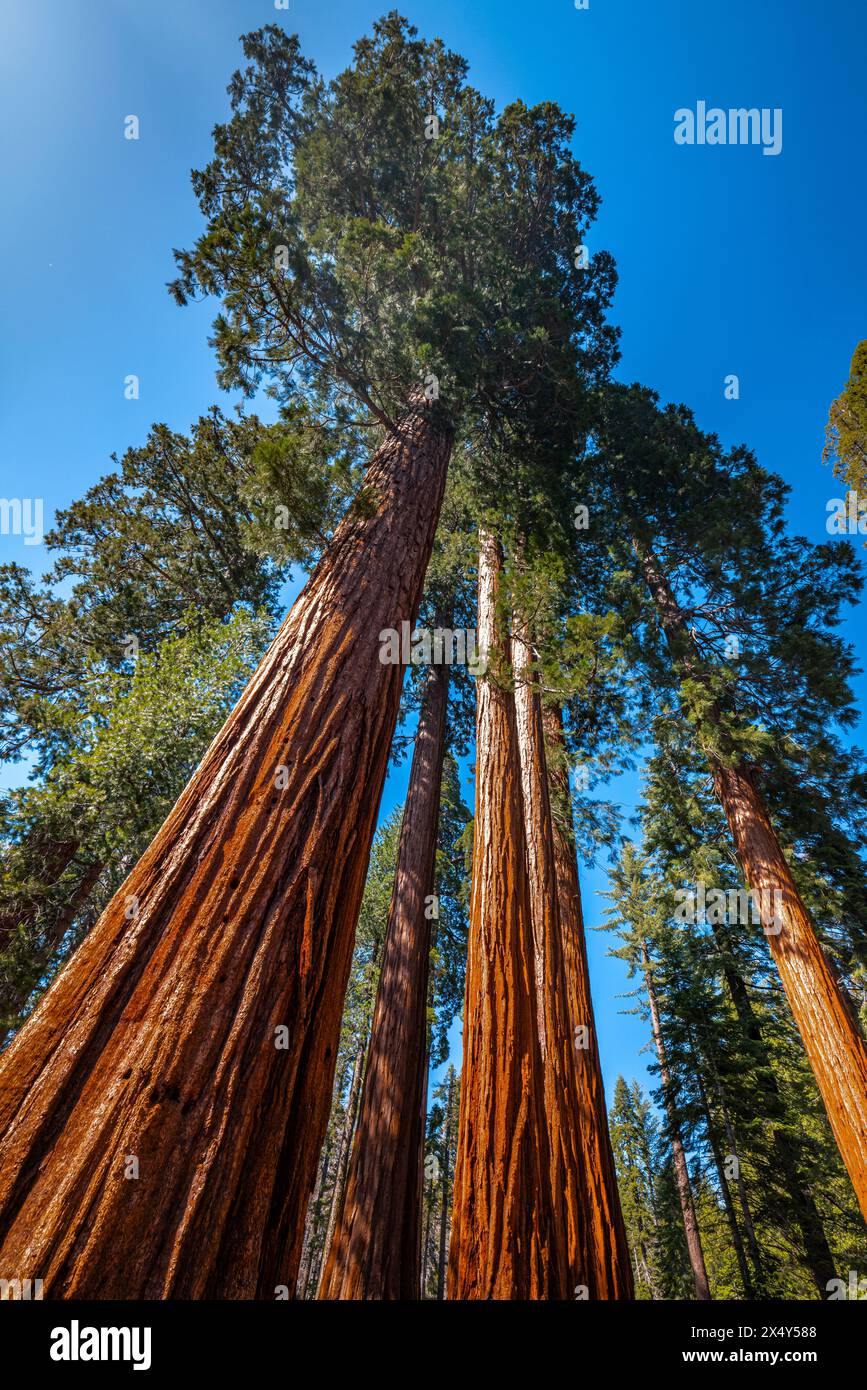 GIANT SEQUOIAS MARIPOSA GROVE YOSEMITE NATIONAL PARK CALIFORNIA USA ...