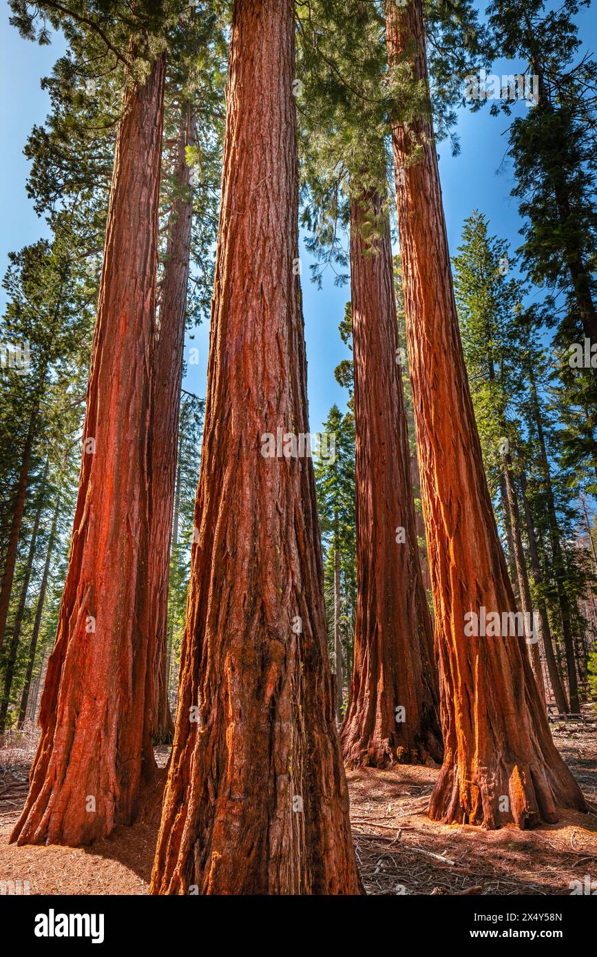 GIANT SEQUOIAS MARIPOSA GROVE YOSEMITE NATIONAL PARK CALIFORNIA USA ...