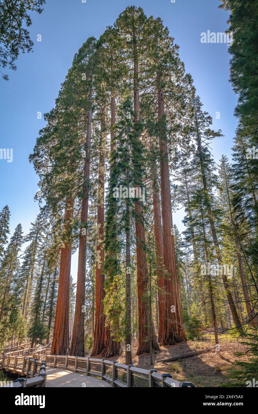 GIANT SEQUOIAS MARIPOSA GROVE YOSEMITE NATIONAL PARK CALIFORNIA USA ...