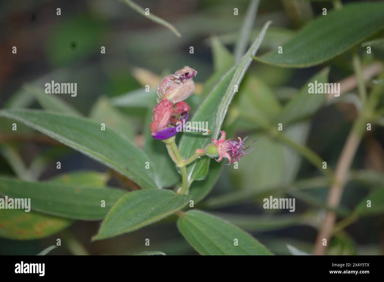 An inchworm stretches upside down while spinning its pupae on the petal ...