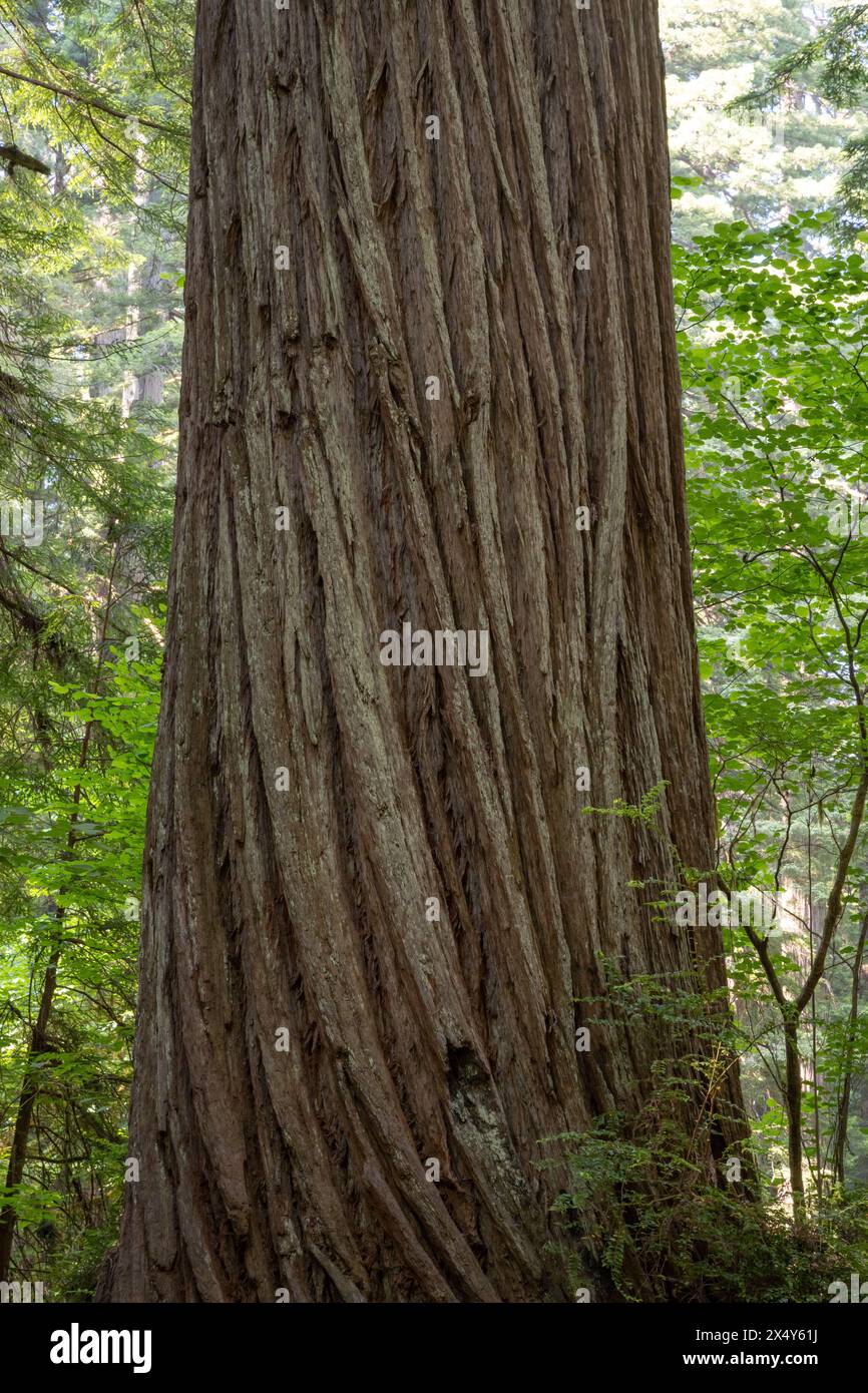 Bark Swirls Up Trunk of Redwood Tree Towering in Forest Stock Photo - Alamy