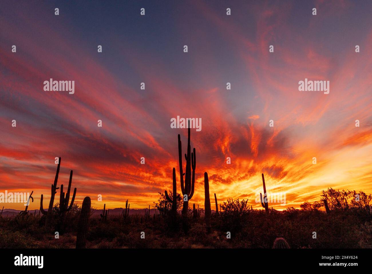 A September sunset colors the sky over Saguaro National Park West ...