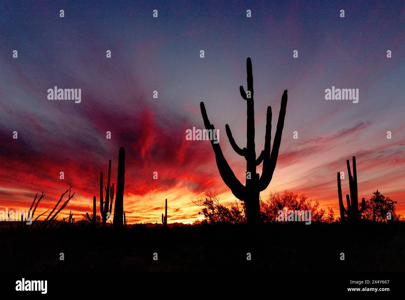 A September sunset colors the sky over Saguaro National Park West ...