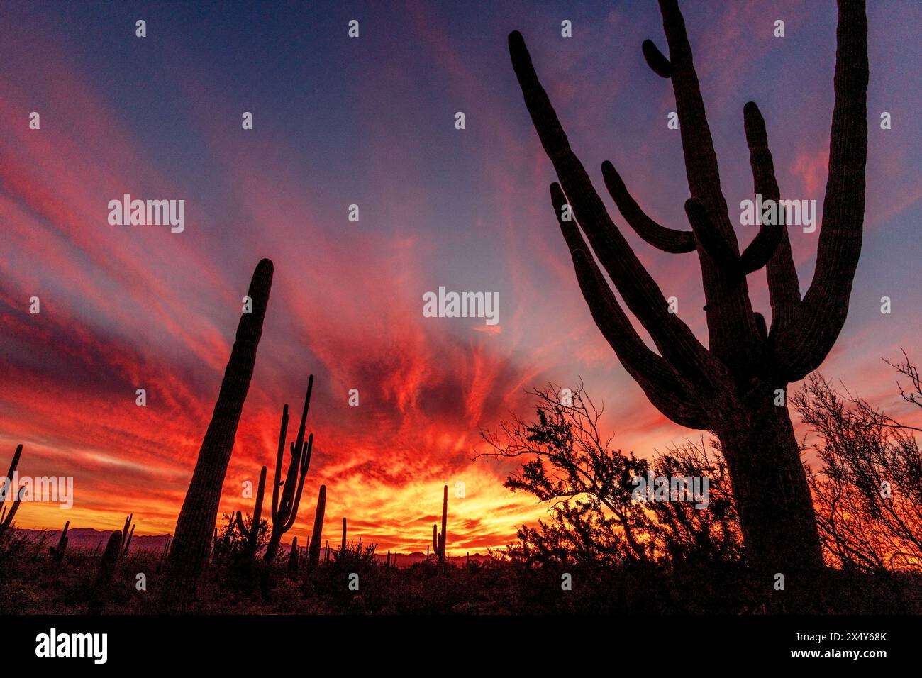 A September sunset colors the sky over Saguaro National Park West ...