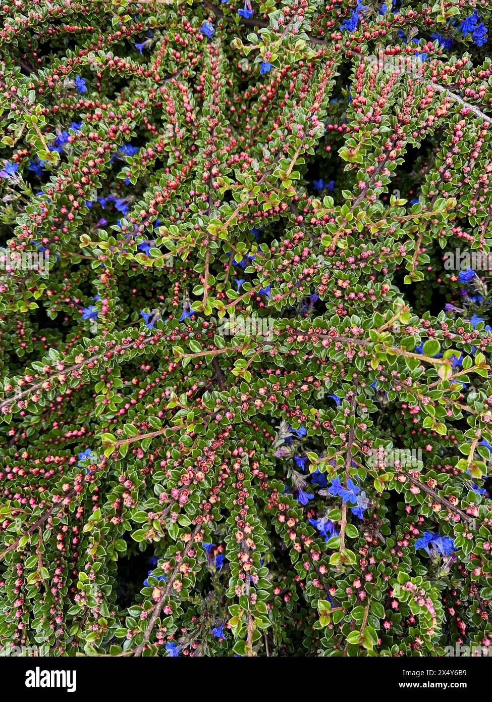 Wall cotoneaster growing together with Creeping Gromwell, close up ...