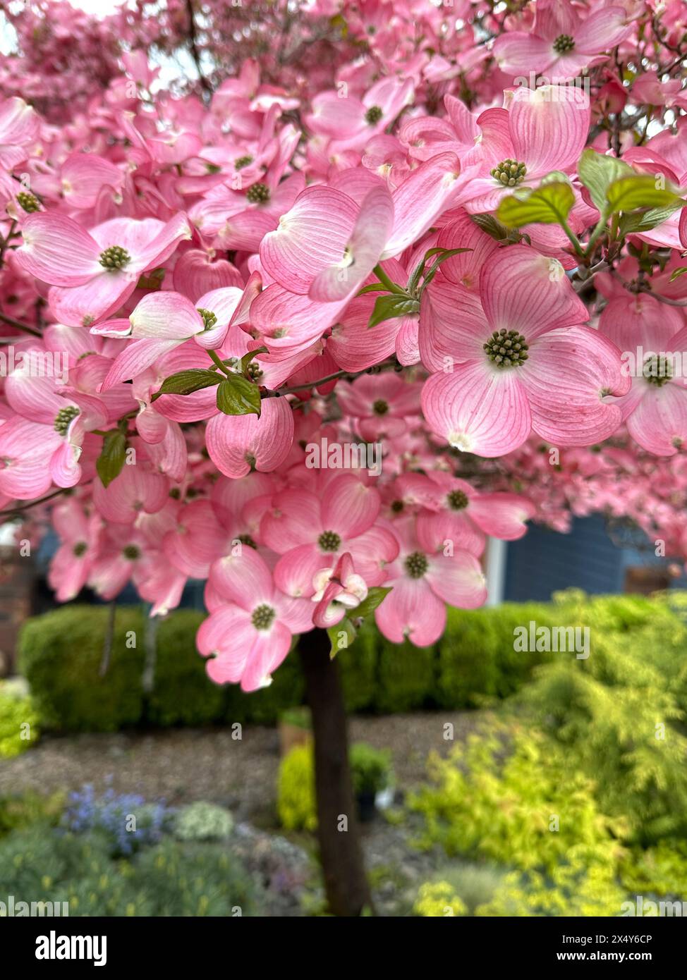 Beautiful tree blossoms hi-res stock photography and images - Alamy
