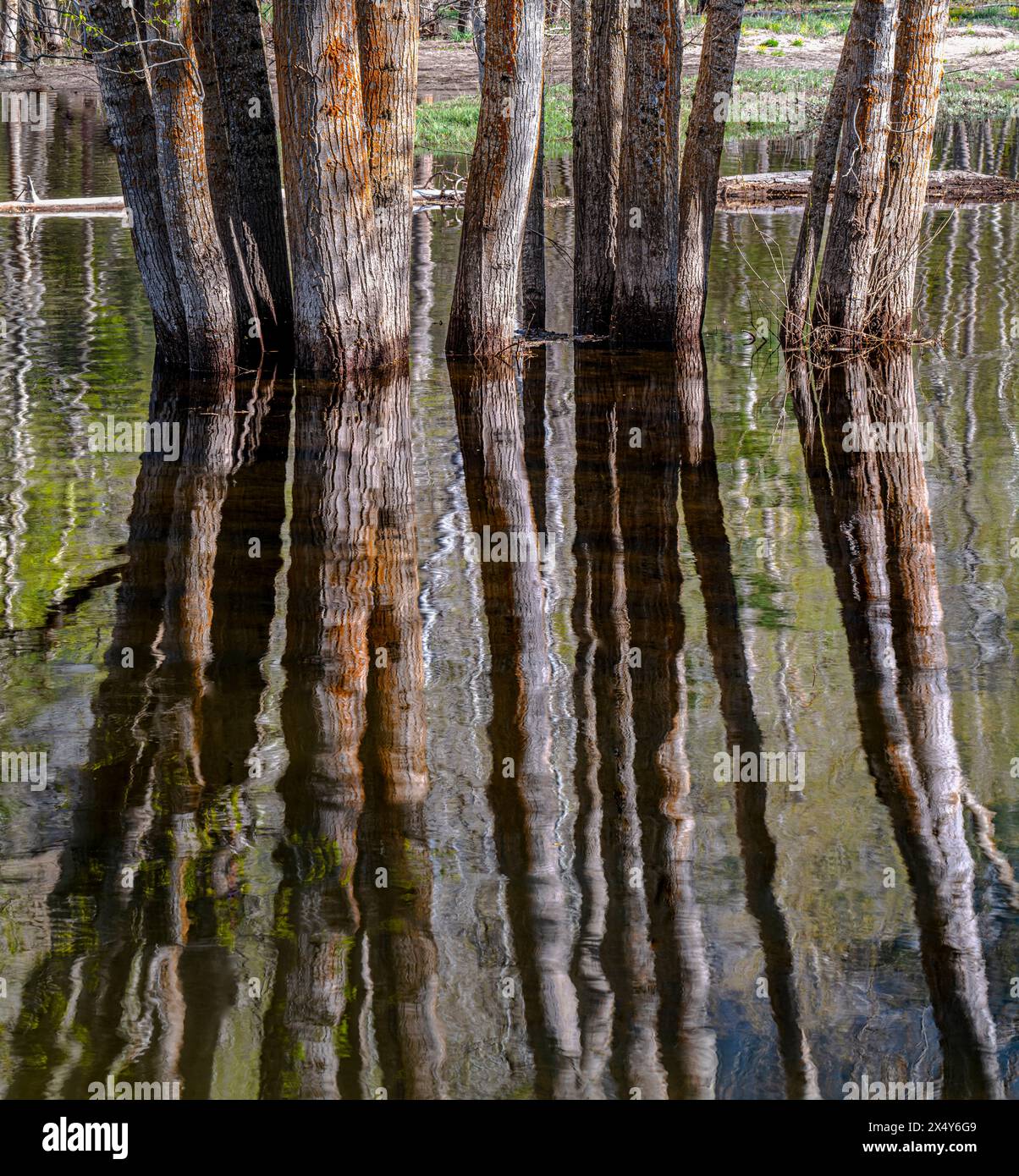 CHAPEL MEADOW YELLOWSTONE NATIONAL PARK CALIFORNIA USA Stock Photo - Alamy