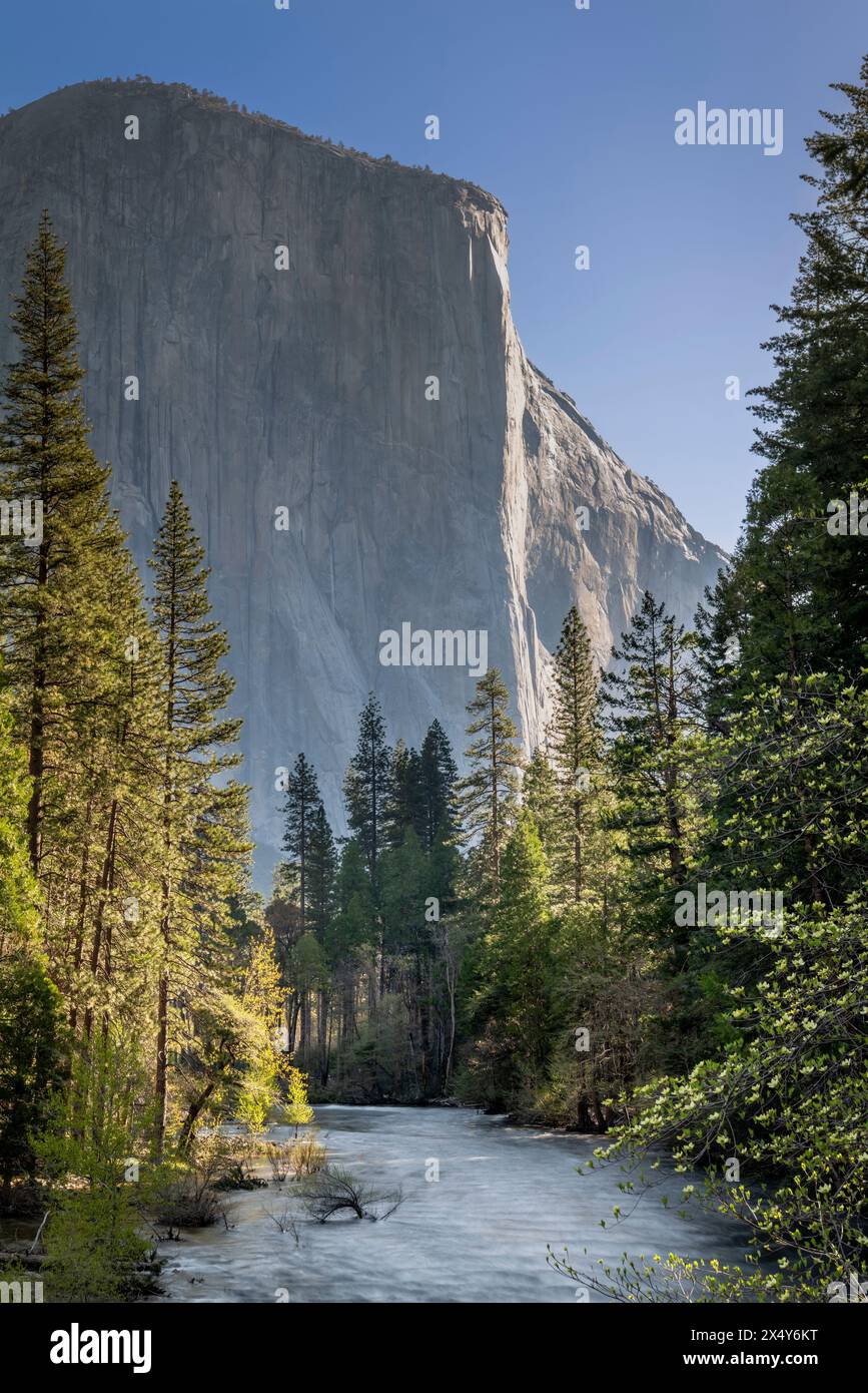 EL CAPITAN & MERCED RIVER DOGWOOD BEND YOSEMITE NATIONAL PARK ...