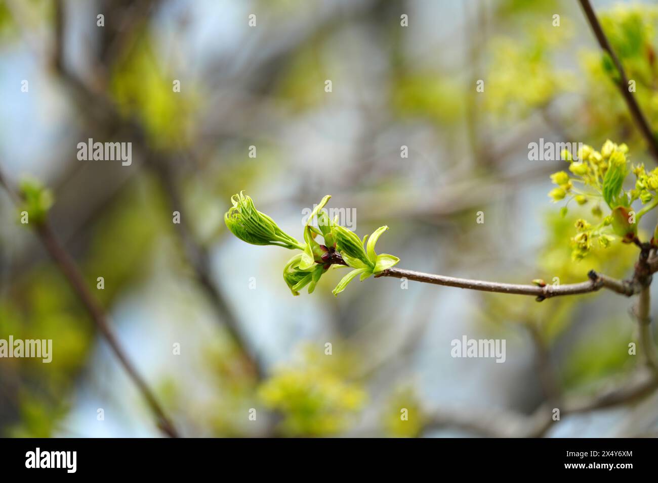 Green Maple Leaves Emerging Stock Photo - Alamy