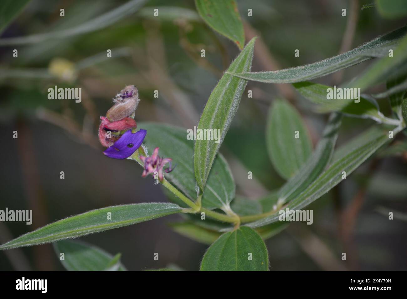 An inchworm has spun its cocoon and is nestled within the petal of a ...