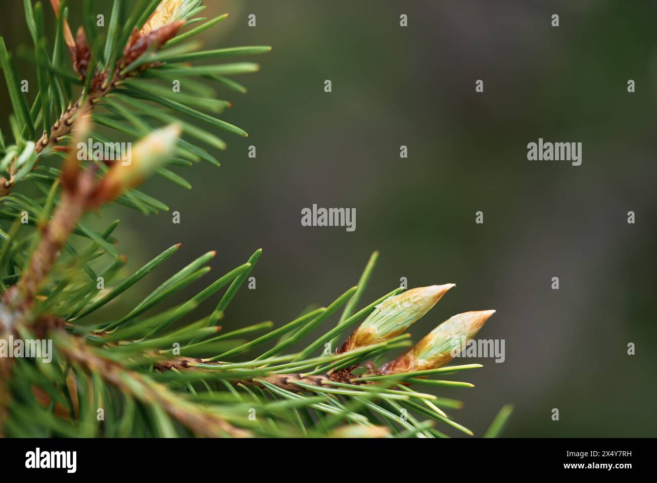 Close up shot spruce hi-res stock photography and images - Alamy