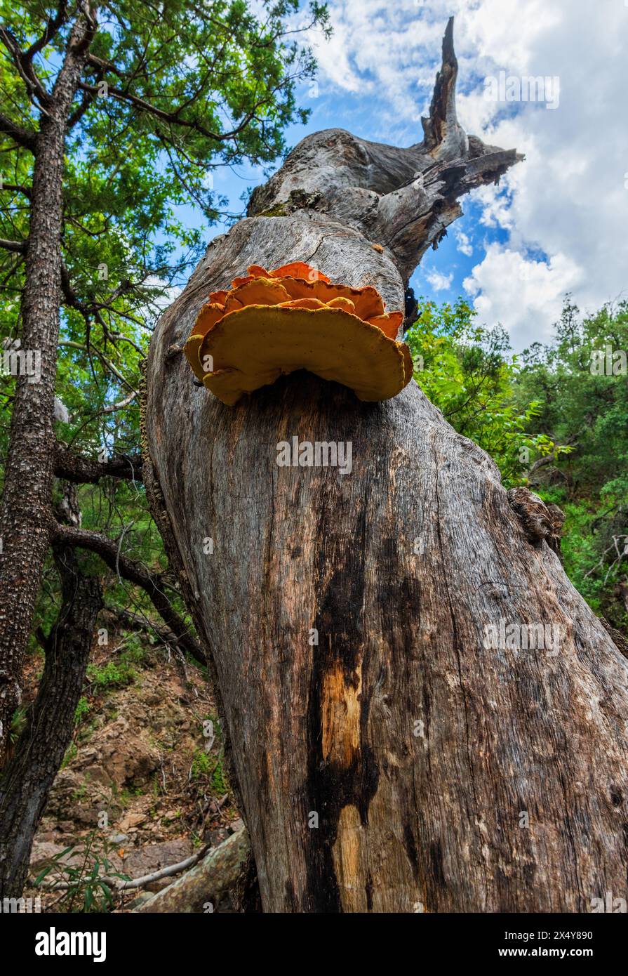 Chicken fungus, Laetiporus sulphureus, sulphur shelf, chicken of the ...