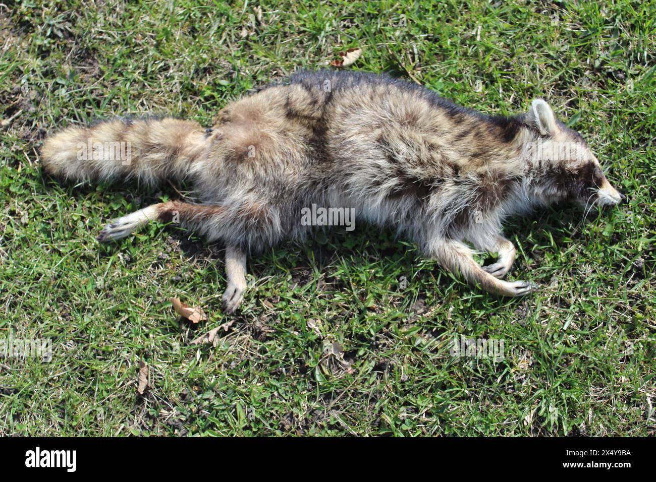 Raccoon carcas hi-res stock photography and images - Alamy
