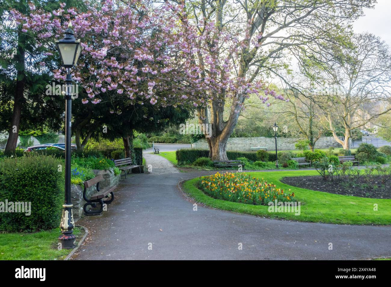 Cherry blossom overhanging park pathway hi-res stock photography and images - Alamy