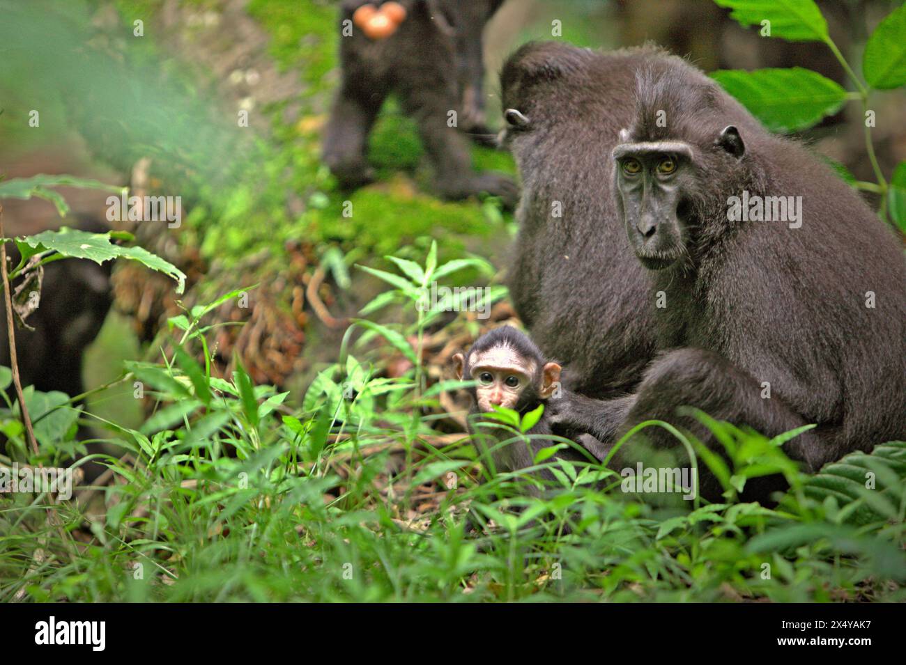 A crested macaque (Macaca nigra) offspring pays attention to human presence, as it is ...