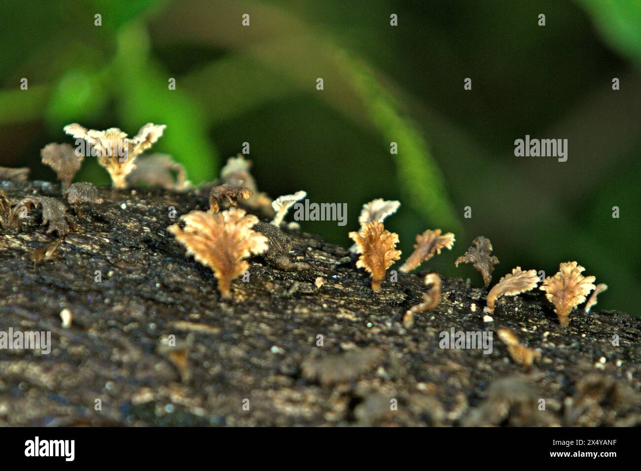An unidentified species of fungus growing on tree log is photographed ...