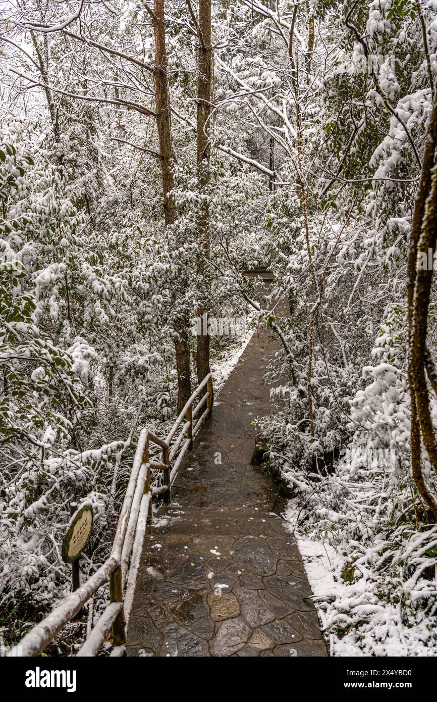 The path through the tropical forest in Wulong, Chongqing, China ...