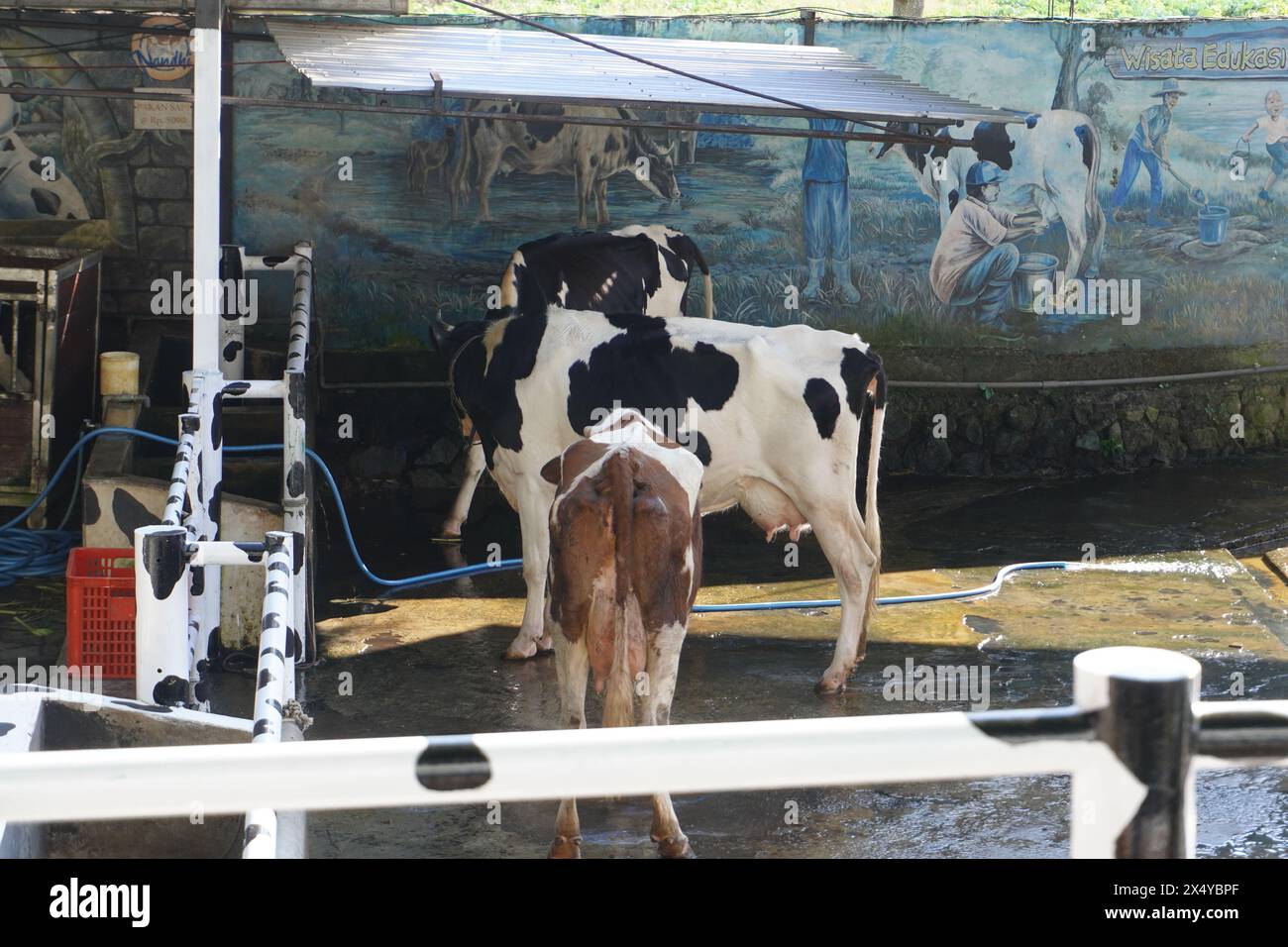 A group of cows eating breakfast in their pen Stock Photo - Alamy