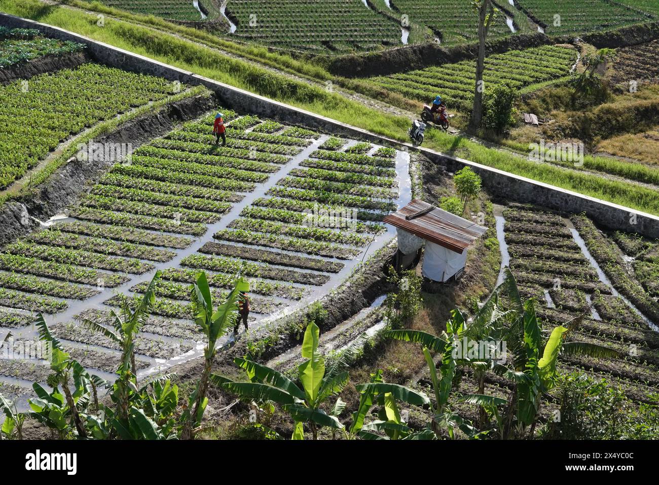 View of Indonesian rice fields in the morning with farmers and ...