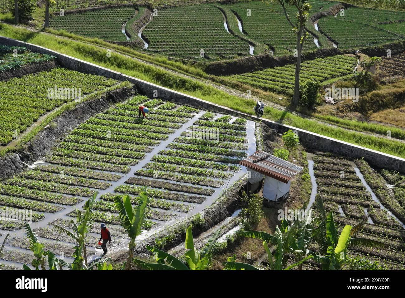 View of Indonesian rice fields in the morning with farmers and ...