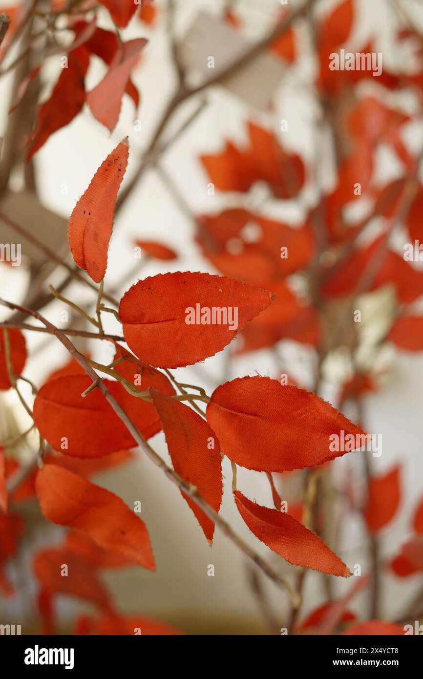 Jagged red leaves with a blurred background Stock Photo - Alamy