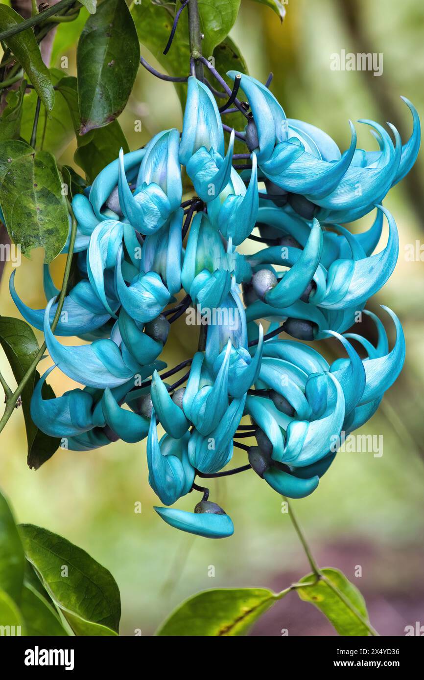 Blue hanging flowers hi-res stock photography and images - Alamy